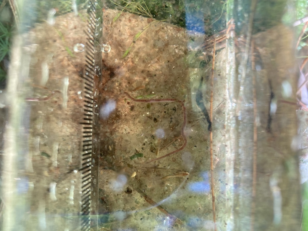 Tubifex from Gravenhurst, ON, Canada on May 30, 2024 at 09:58 AM by ...
