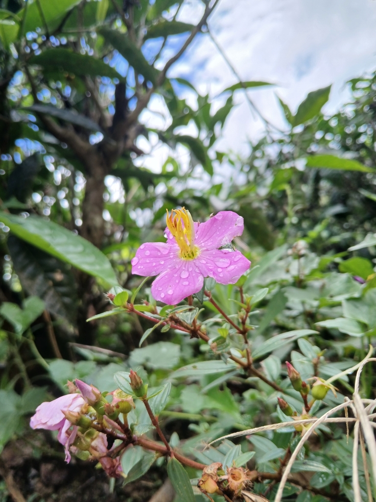 Eight Stamen Osbeckia on April 16, 2024 at 01:35 PM by Sandinya ...