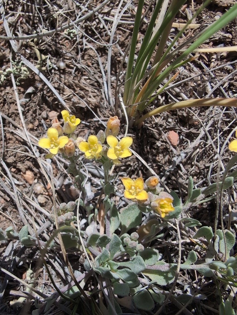 Mountain Bladderpod from Florissant, CO 80816, USA on June 2, 2024 at ...