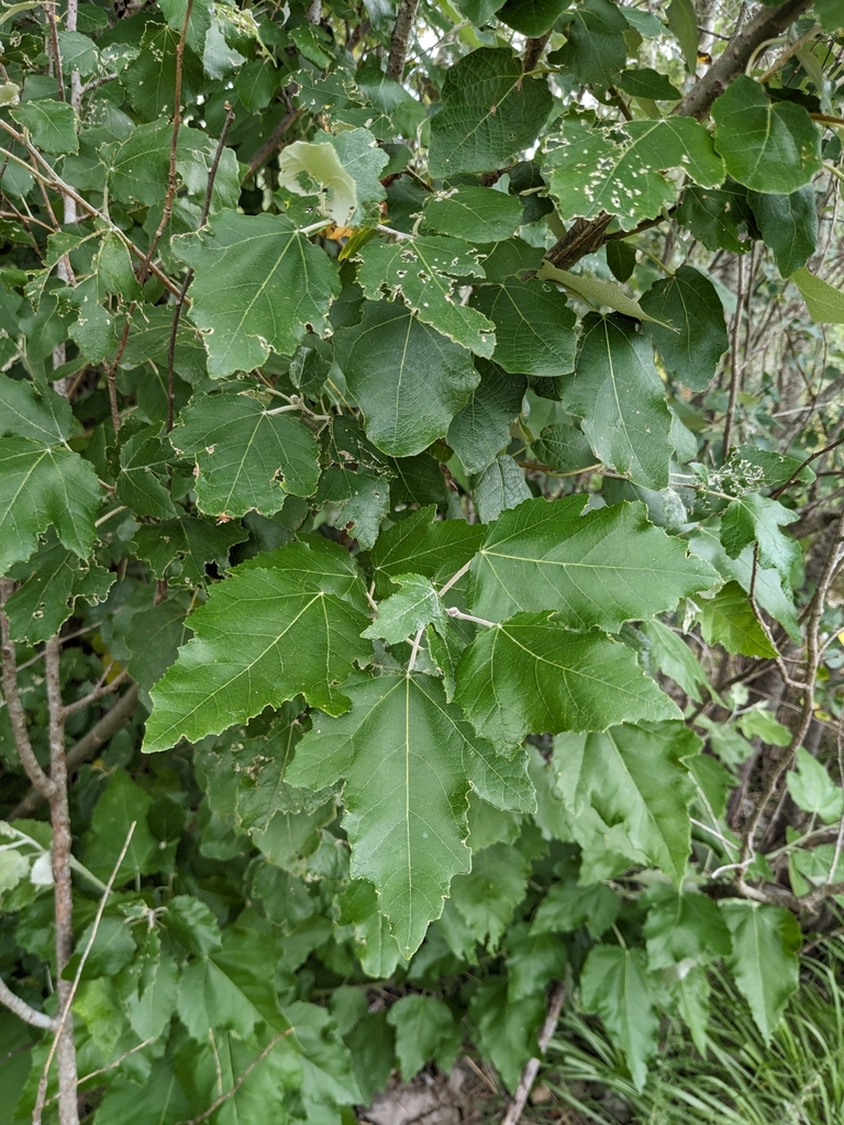 white poplar from IFAS Lab, Gainesville, FL 32608, USA on June 2, 2024 ...