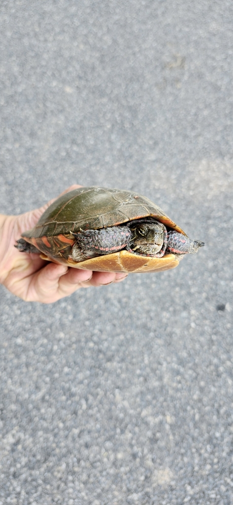 Painted Turtle from Memphis, NY 13112, USA on May 20, 2024 at 05:08 PM ...