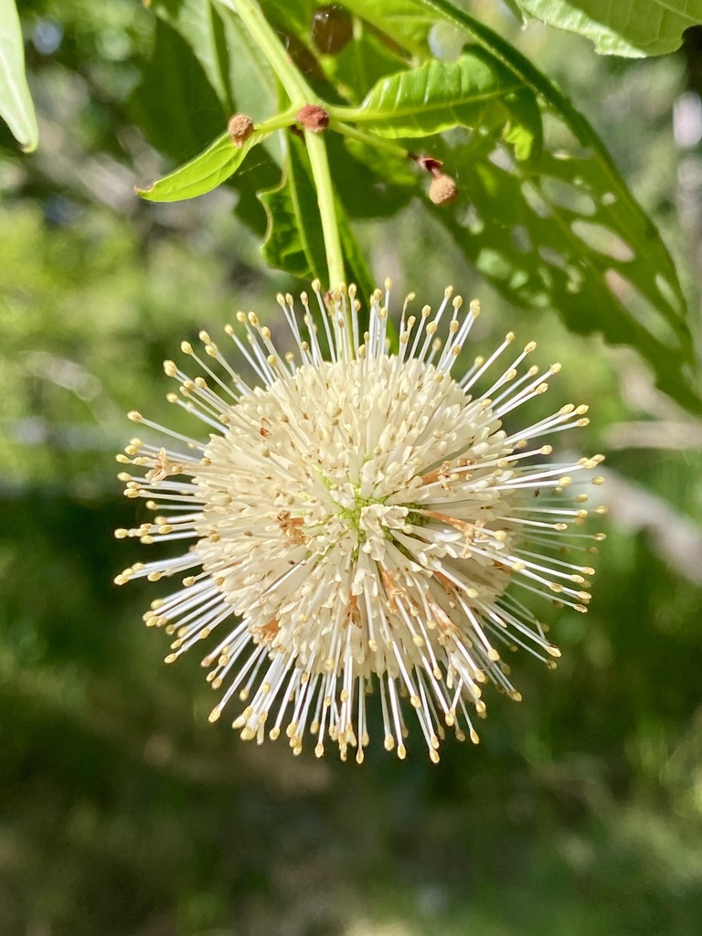 buttonbush from Myakka City, FL, US on June 2, 2024 at 09:44 AM by ...