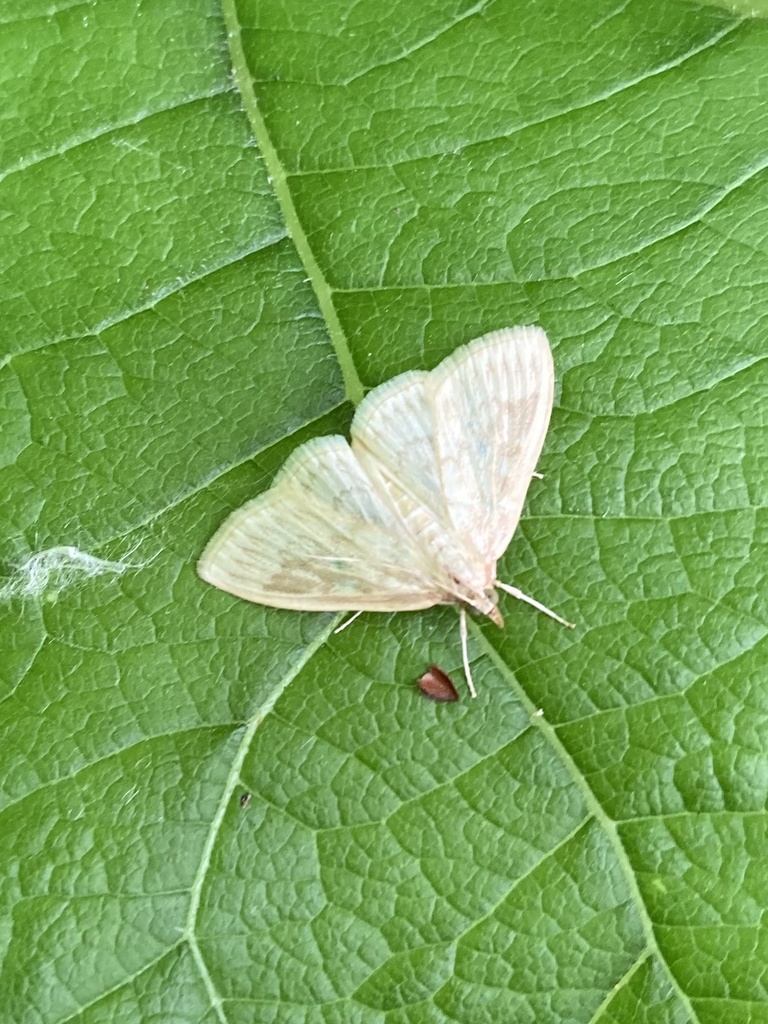 Saw-toothed Crocidophora Moth from Old Cedar Ave S, Bloomington, MN, US ...