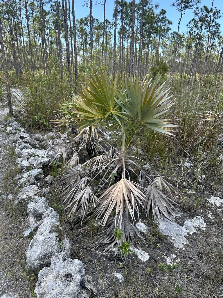 Key Thatch Palm from BS on June 1, 2024 at 01:24 PM by Jalen Franklin ...
