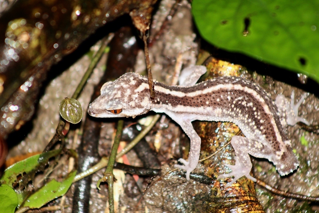 Kuroiwa's Ground Gecko in June 2024 by dobbby · iNaturalist