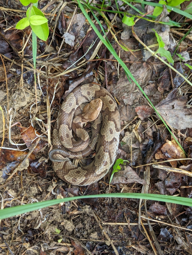 Eastern Copperhead from Wartburg, TN 37887, USA on June 2, 2024 at 06: ...