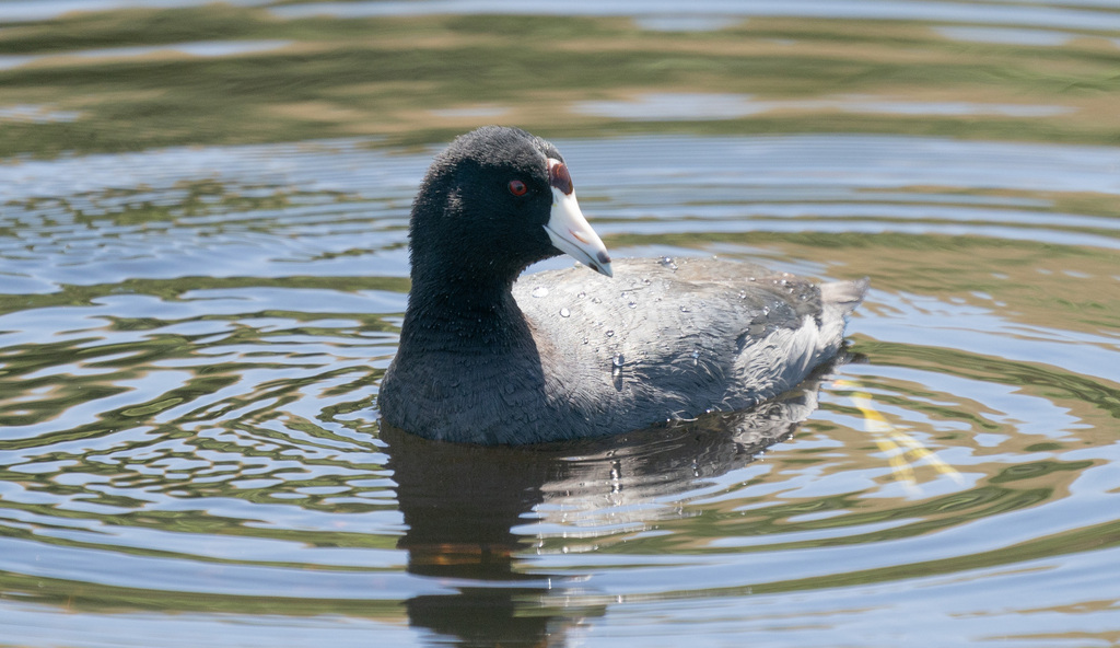 American Coot from Contra Costa County, CA, USA on June 2, 2024 at 10: ...