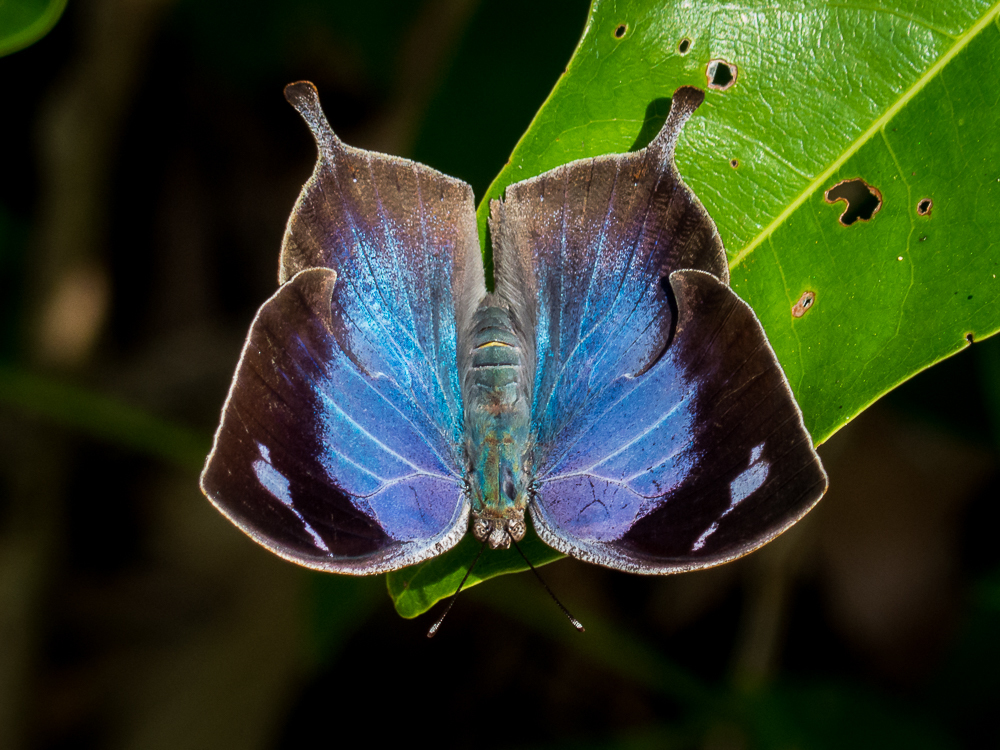 Memphis moruus (FILO ARTHROPODA: CLASE INSECTA: ORDEN LEPIDOPTERA ...