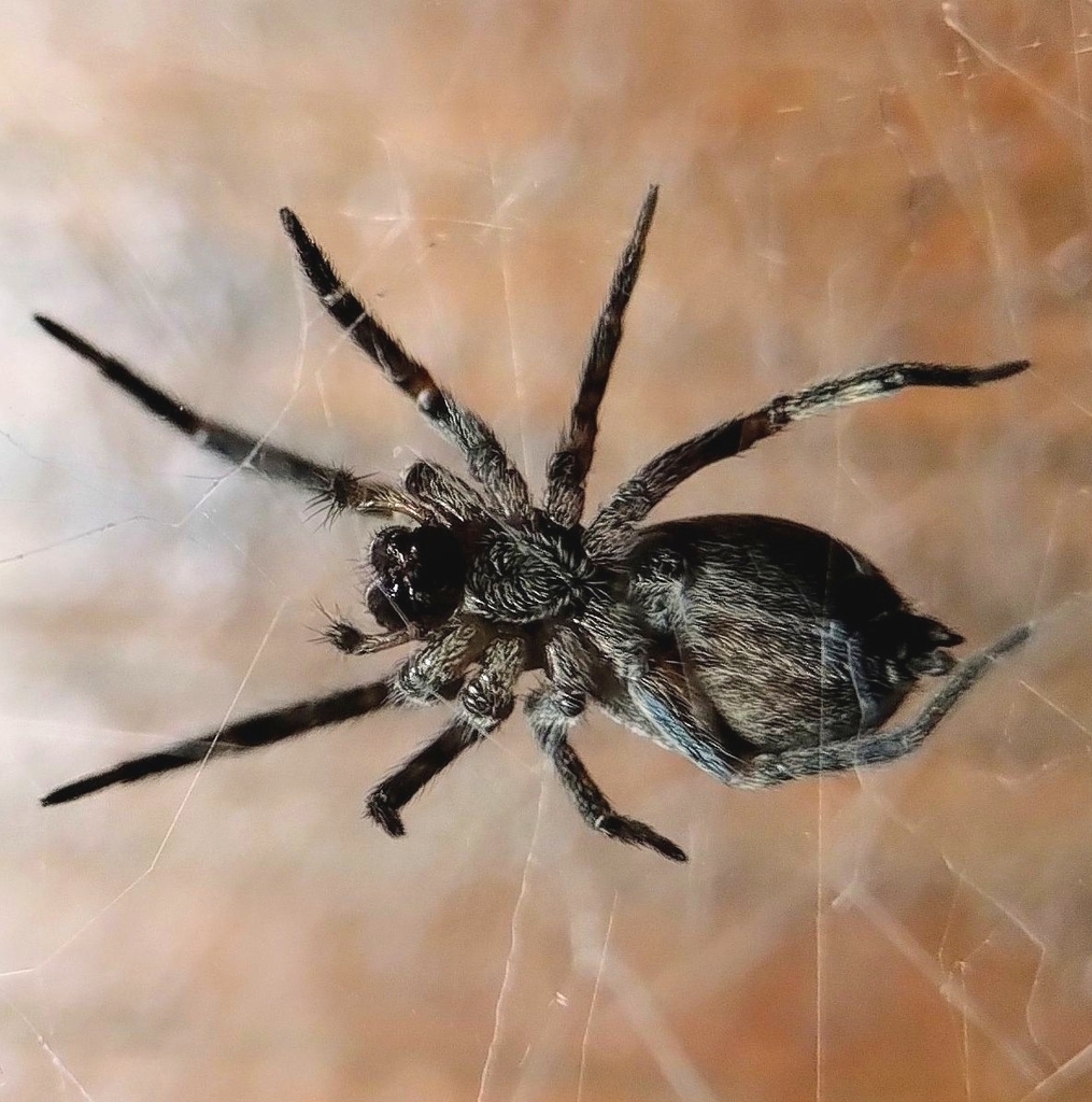 Grey House Spider from Madureira, Caxias do Sul - RS, 95034-410, Brasil ...