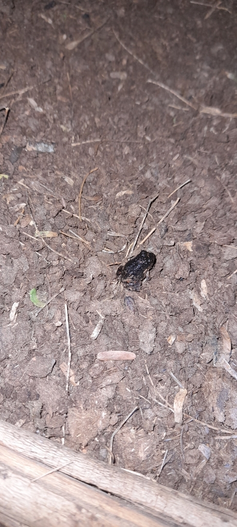 Colombian Four-eyed Frog from Montes de Oca on May 31, 2024 at 08:19 PM ...