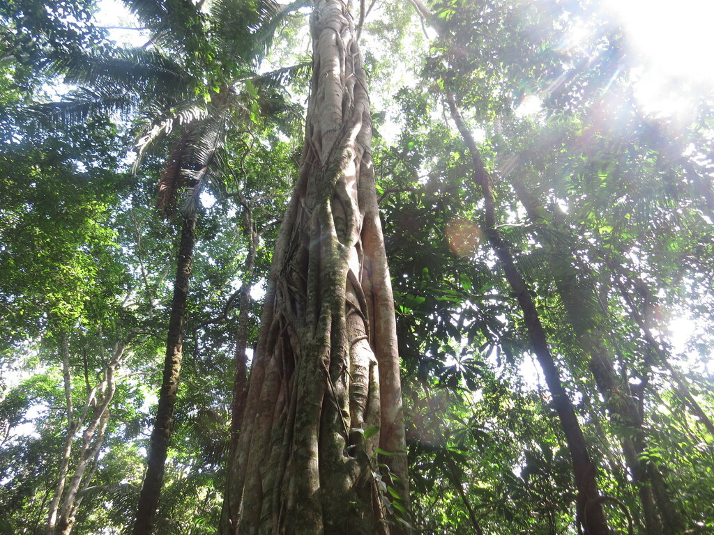 Figs from Tambopata, Peru on March 15, 2024 at 09:32 AM by Cade ...