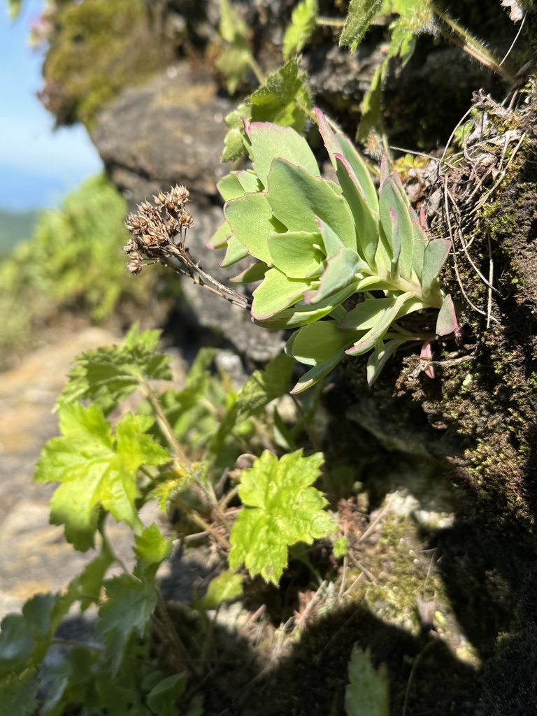 Allegheny stonecrop in June 2024 by Gage Sutton · iNaturalist