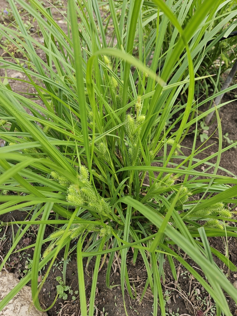 Frank's sedge from Overland Park, KS 66085, USA on June 2, 2024 at 06: ...