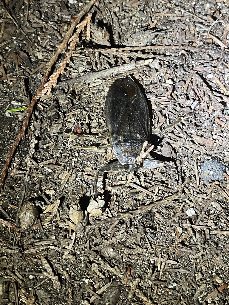 American Giant Water Bug from Carson, WA, US on June 1, 2024 at 12:07 ...