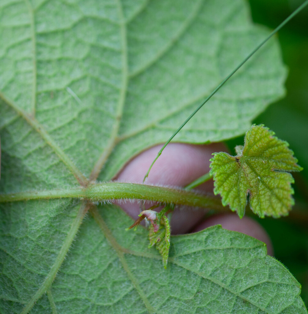 graybark grape from Caroline County, MD, USA on May 31, 2024 at 03:57 ...