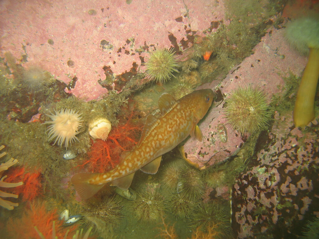 Greenland Cod from Les Escoumins, Côte-Nord, QC, Canada on September 5 ...
