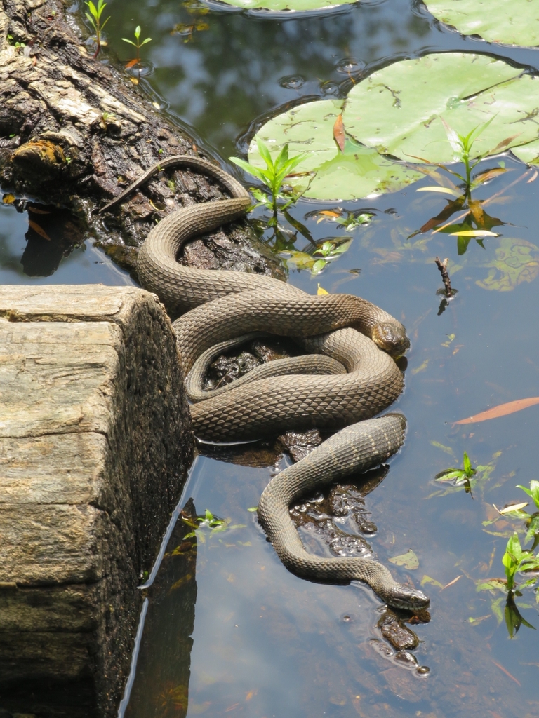Common Watersnake from Willow Springs, IL 60480, USA on June 2, 2024 at ...