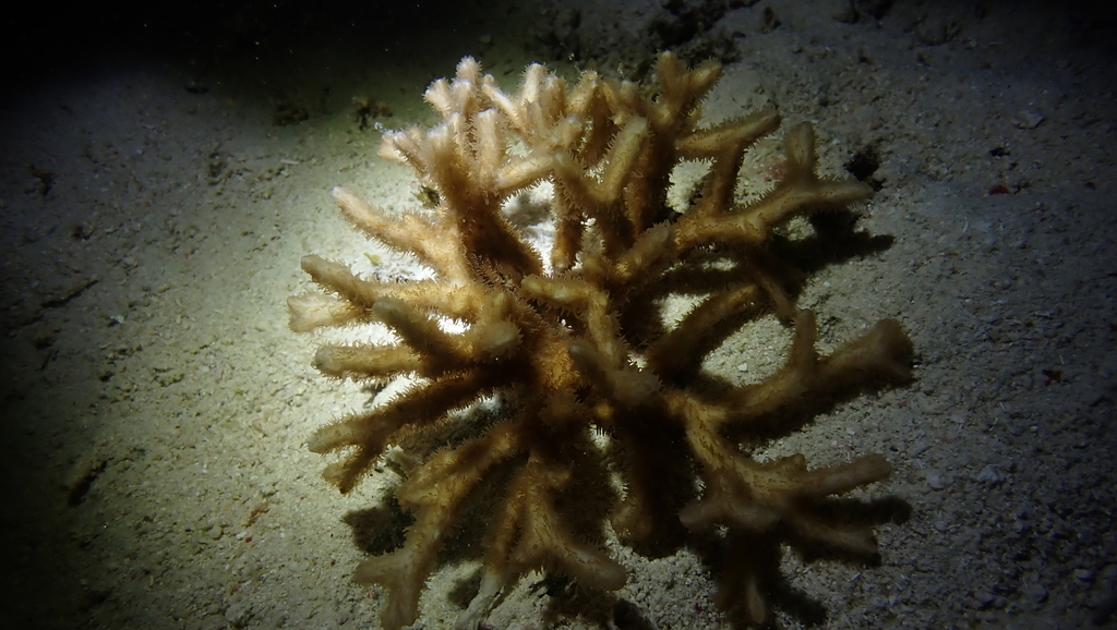 Merulina triangularis in June 2024 by Kati Eschweiler · iNaturalist