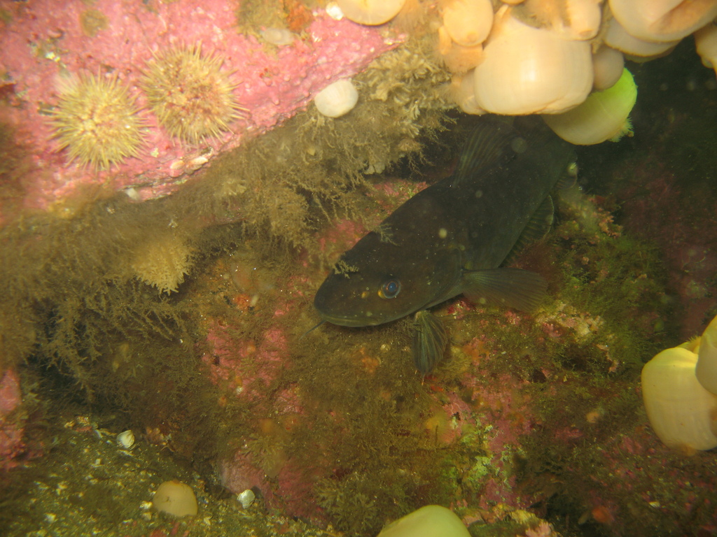 Greenland Cod from Shekatika, Côte-Nord, QC, Canada on July 31, 2010 at ...
