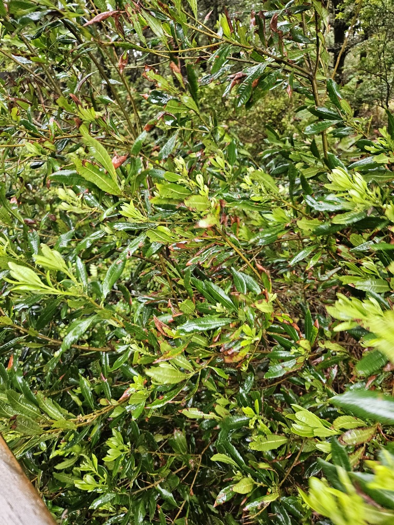Pacific Wax myrtle from Clatsop County, OR, USA on June 2, 2024 at 01: ...