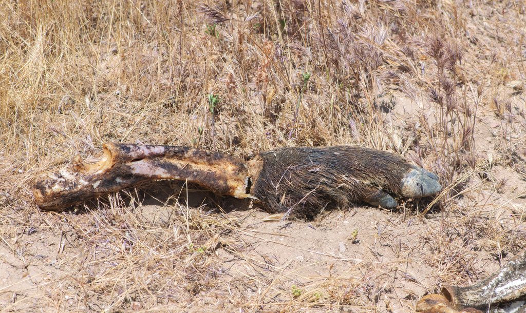 Wild Boar from San Luis Obispo County, CA, USA on May 30, 2024 at 12:55 ...