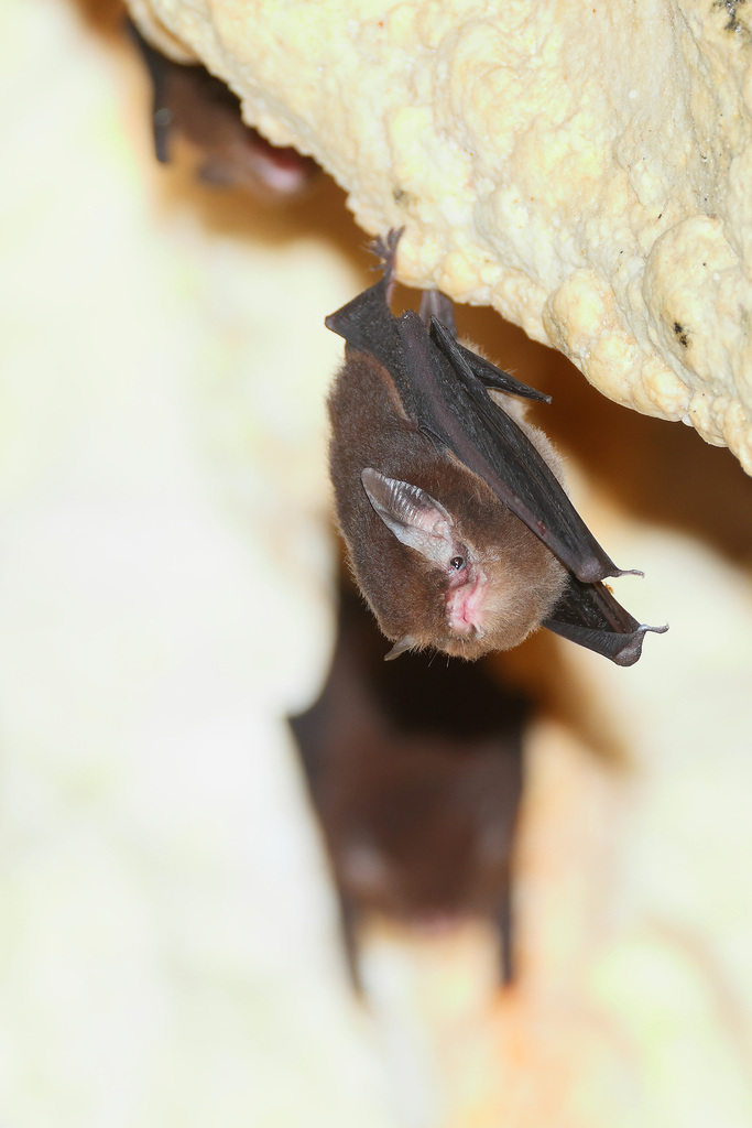 Beccari's Sheath-tailed Bat from 5JWV+Q8, Asbaken, Makbon, Sorong ...