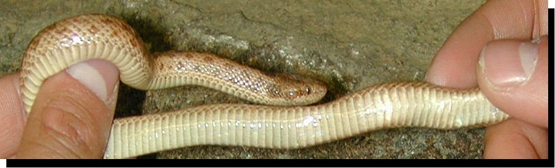 Desert Night Snake (Idaho Reptiles) · iNaturalist