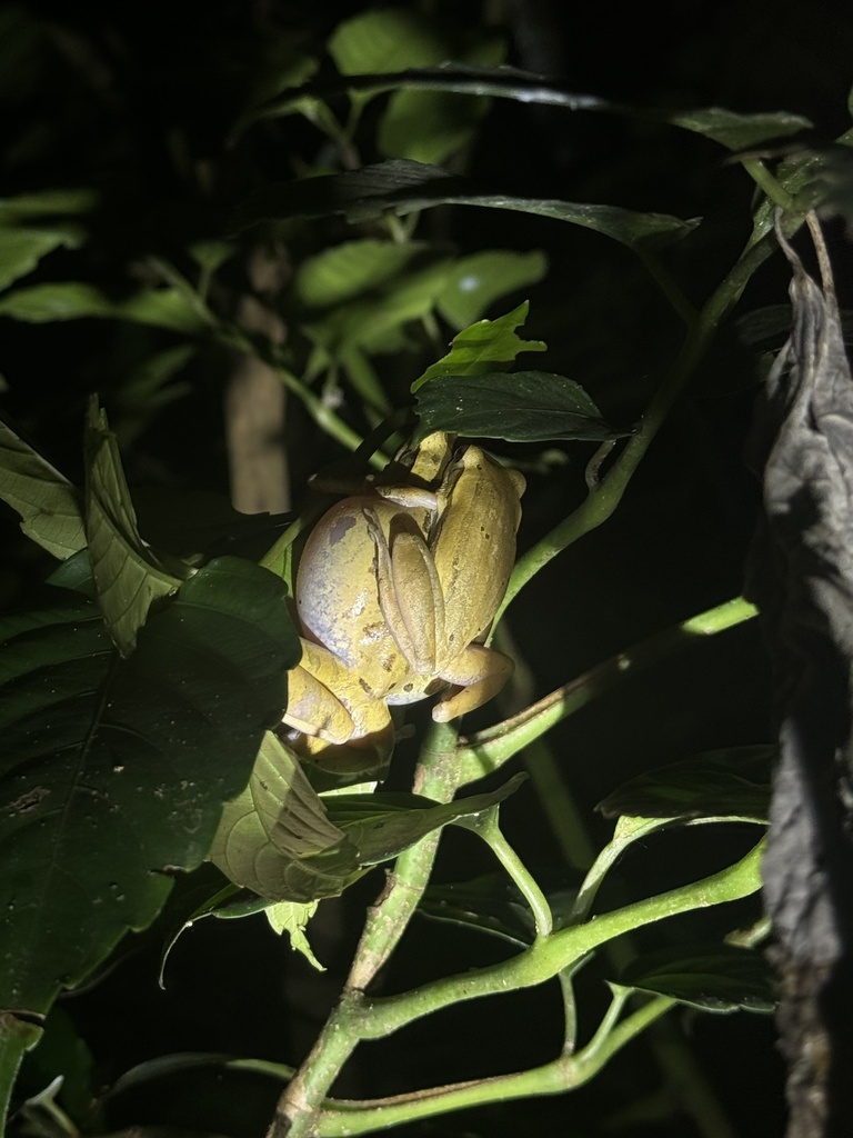 Common Southeast Asian Tree Frog in June 2024 by Artur Tomaszek ...