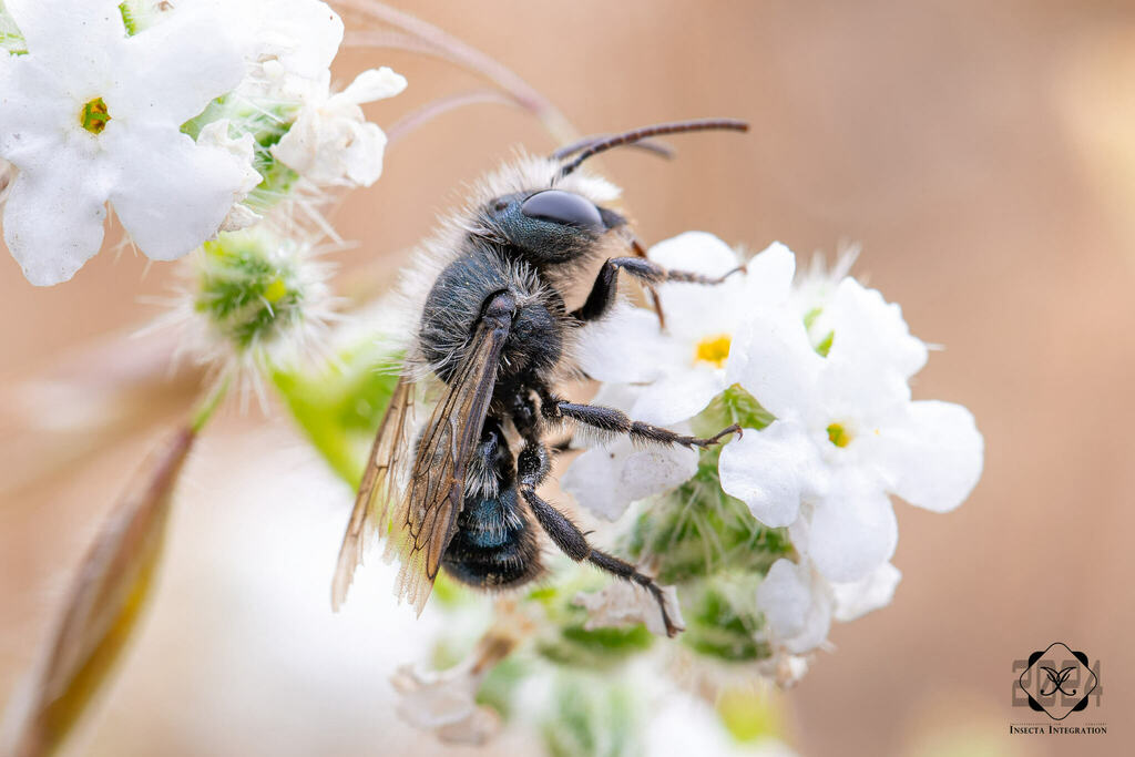 Mason Bees from 美国加利福尼亚圣迭戈县 on June 2, 2024 at 03:01 PM by Winsten ...