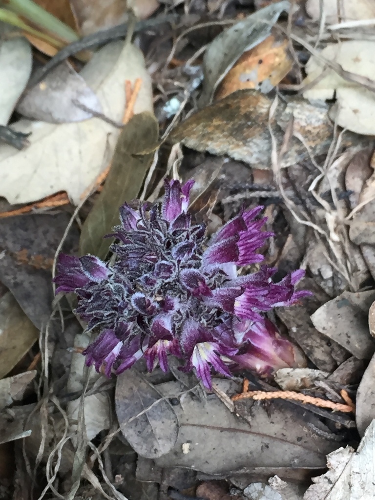 Aphyllon cooperi palmeri in May 2019 by naturebugs · iNaturalist