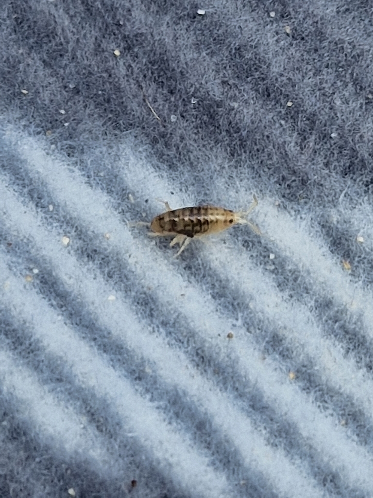 European Sand Hopper from Northumberland, England, GB on May 31, 2024 ...