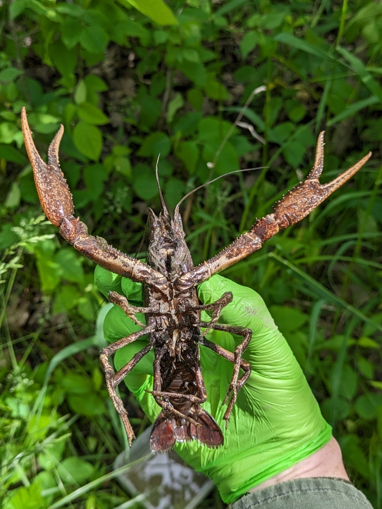 White River Crayfish in May 2024 by Thomas Hossie. Male · iNaturalist