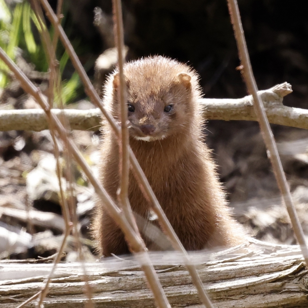 American Mink from King, Ann Arbor, MI, USA on April 6, 2024 at 01:39 ...