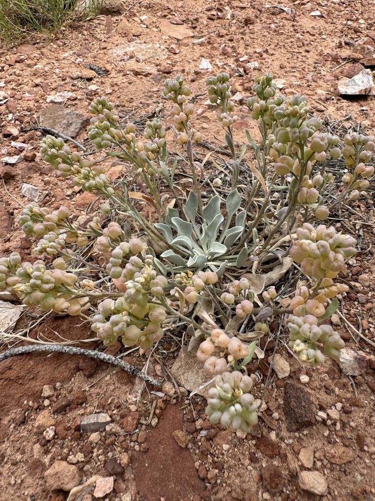 Double Bladderpod from Canyonlands National Park, Lake Powell, UT, US ...