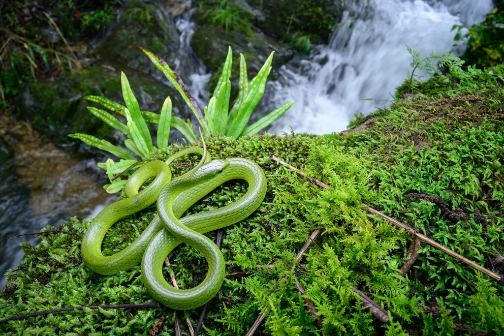 Chinese Green Snake from 中国浙江省杭州市淳安县 on May 12, 2024 at 12:56 PM by 郑天宇 ...