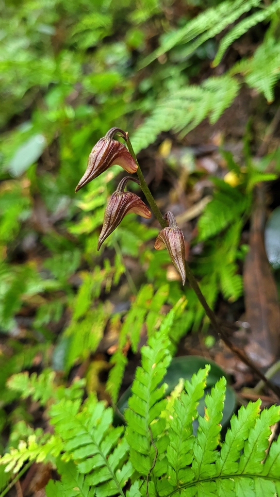 heart-shaped leaf tainia in June 2024 by 張鶴騰 · iNaturalist