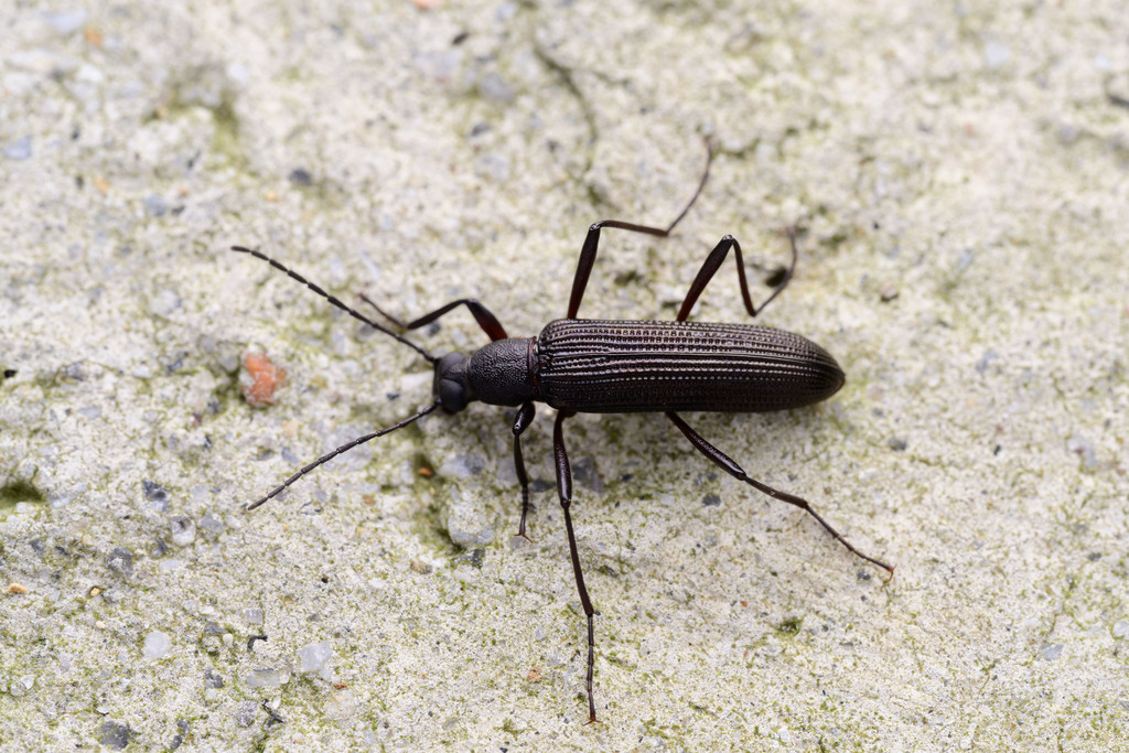 Strongylium from 中国浙江省杭州市淳安县 on May 11, 2024 at 06:52 PM by ZhengTianyu ...