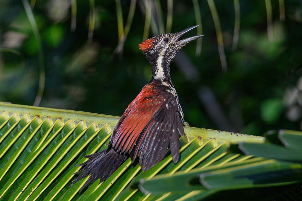 Red-backed Flameback in June 2024 by Dmytro and Elena. The Flameback is ...
