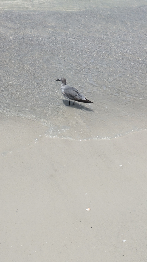 Laughing Gull from Gulf Dr S/6th St S, Bradenton Beach, FL 34217, USA ...