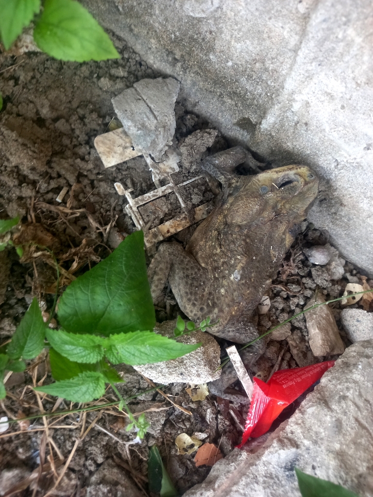 Beaked Toads from Tapotzingo on June 3, 2024 at 10:17 AM by Yeni Méndez ...