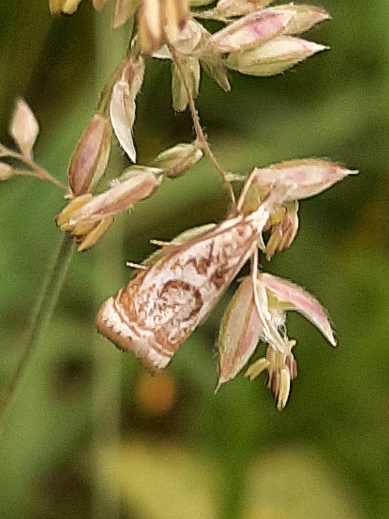 Elegant Grass-veneer from Sylva, NC 28779, USA on June 1, 2024 at 06:48 ...