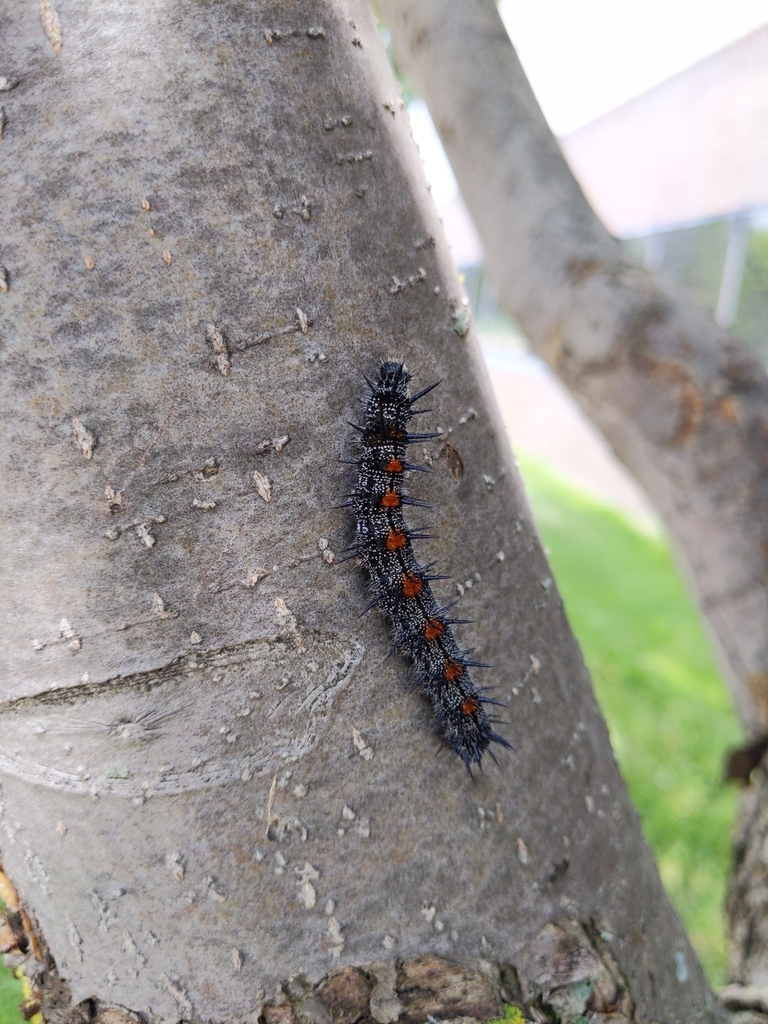Mourning Cloak from Coon Rapids, MN 55433, USA on June 3, 2024 at 12:42 ...