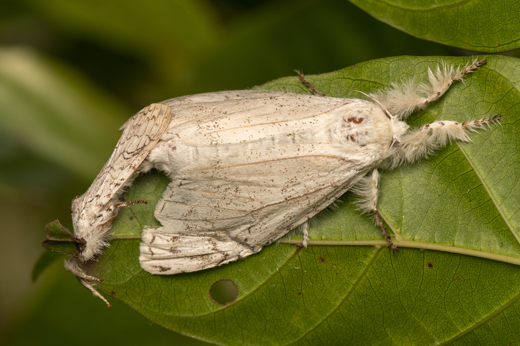 Calliteara thwaitesii from Mangaluru, Karnataka, India on January 30 ...