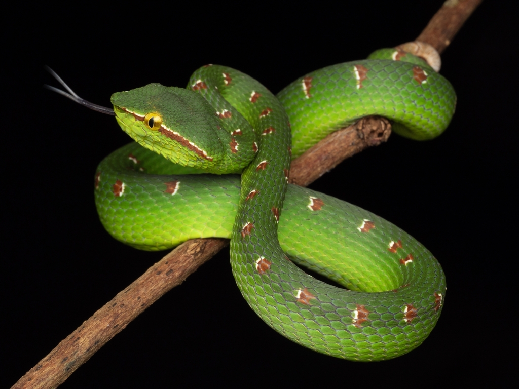 Wagler's Pit Viper from Bakai, Kedah, Malaysia on June 2, 2024 at 02:39 ...