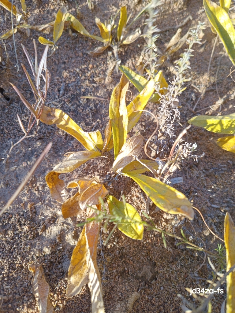 Sand Apple from Parys, 9585, South Africa on June 3, 2024 at 04:19 PM ...