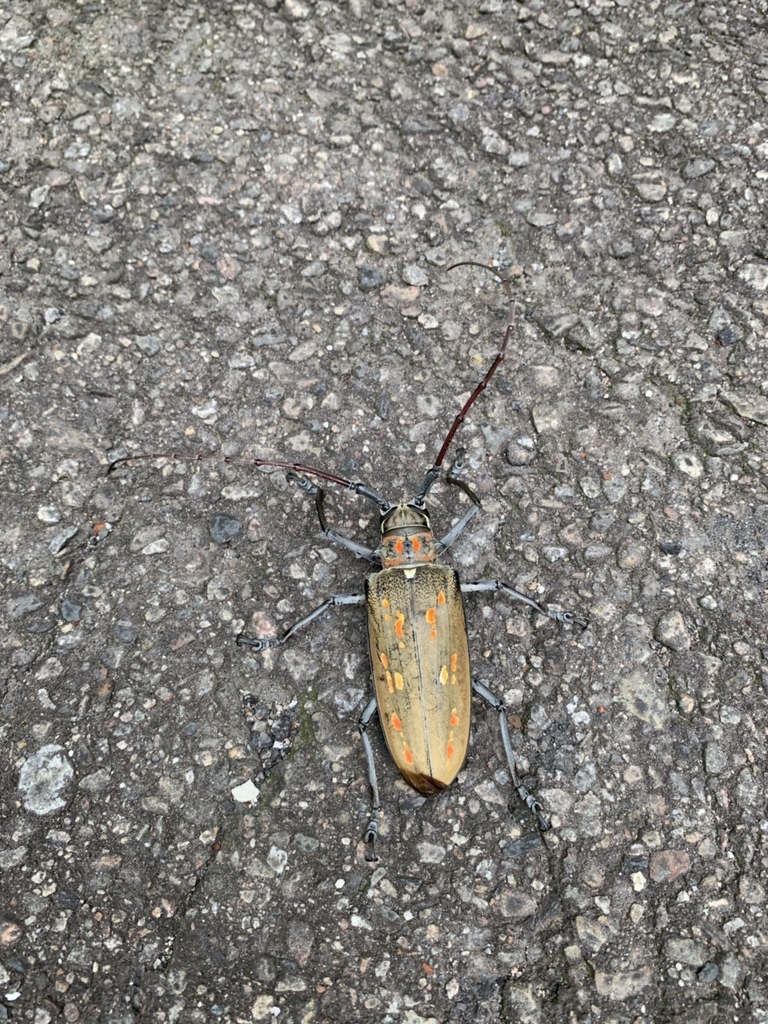 Batocera davidis from 306, 關西鎮, , TW on May 16, 2019 at 11:20 AM by ...