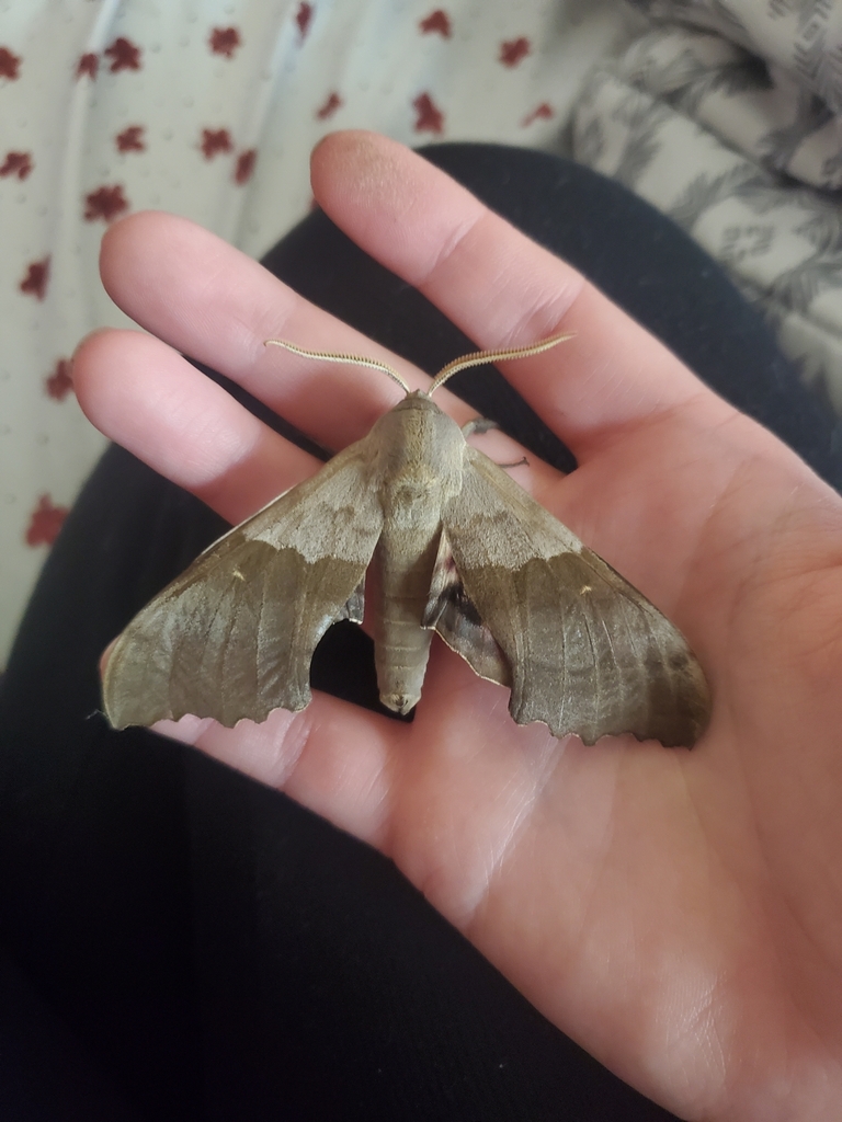 Modest Sphinx from Corinth, TX 76210, USA on June 3, 2024 at 02:42 PM ...