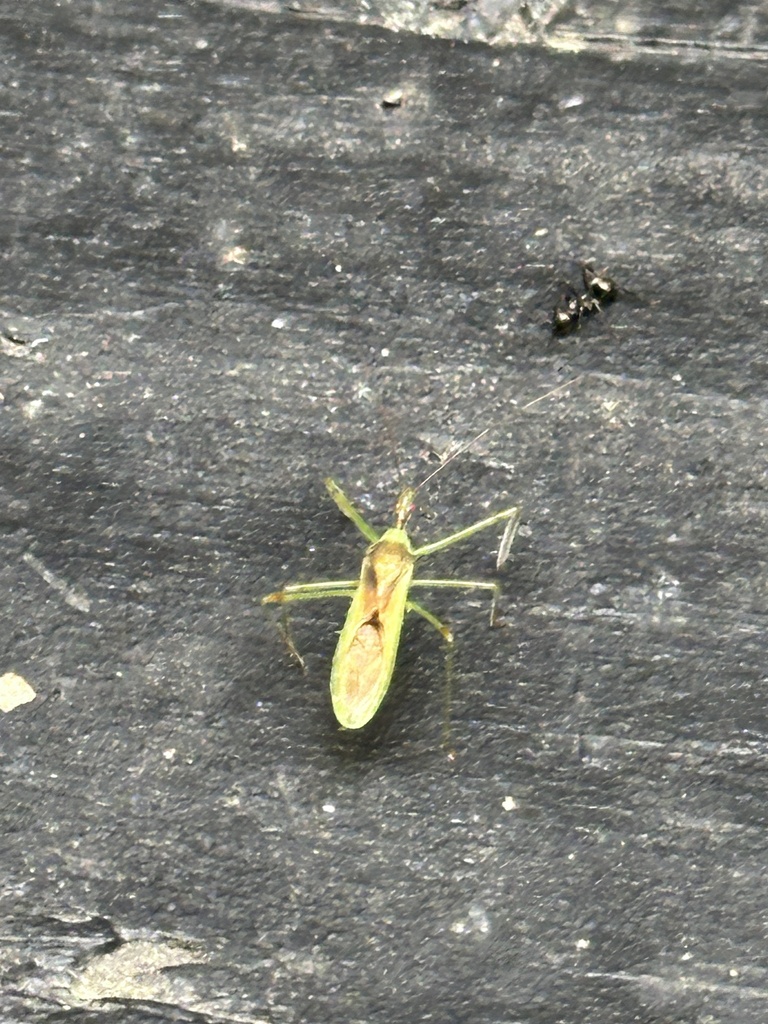 Pale Green Assassin Bug in June 2024 by Eileen Jelsovsky · iNaturalist