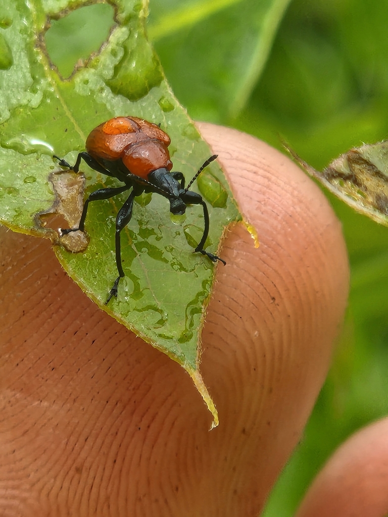 Oak Leaf Rolling Weevil from Wyoming, WI 53588, USA on June 3, 2024 at ...