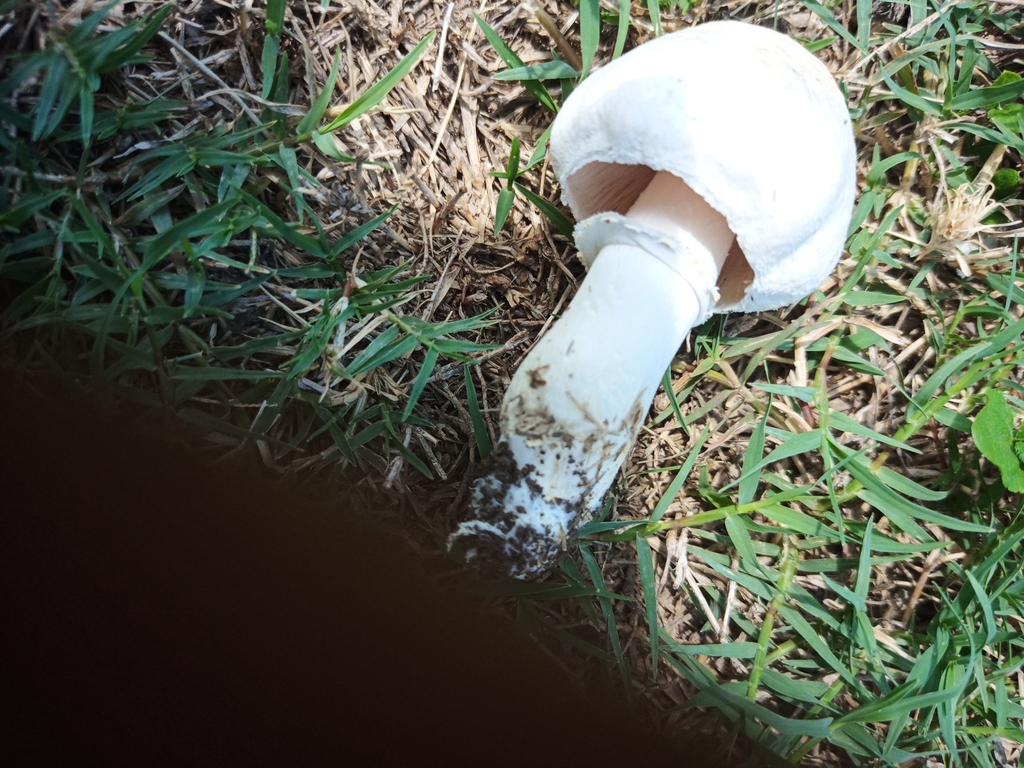 field mushrooms and allies from INFONAVIT Topo Grande, 66055 Cdad. Gral ...